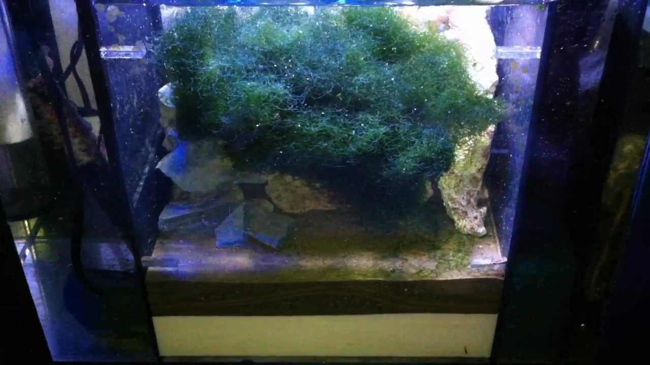 jmadden184's Reef: Sept '11 Day 307 Miracle Mud Added - YouTube