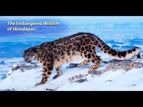 The Endangered Wildlife of Himalayas - YouTube