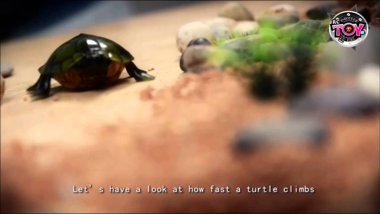 RC Infra-red Mini Tortoise Turtle No.9993 - YouTube