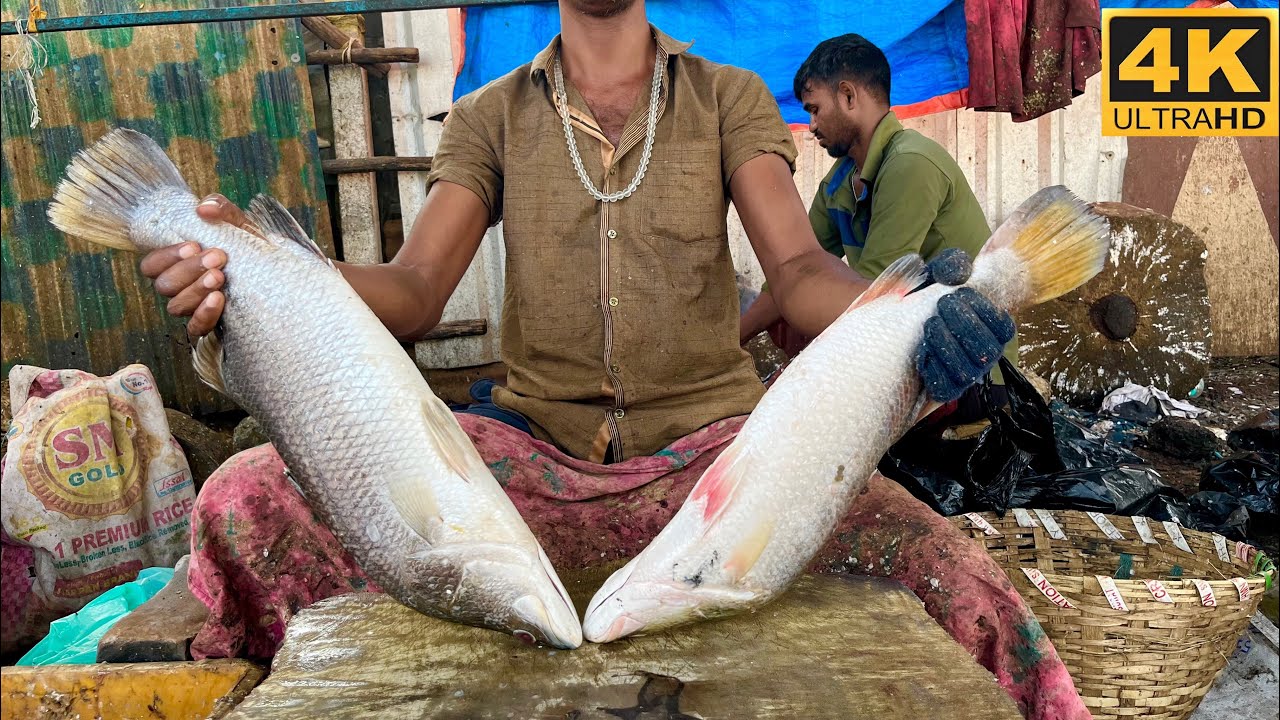 Koduva fish cutting video/Fishcuttingrs #fishcuttingrs #kasimedu #fish ...