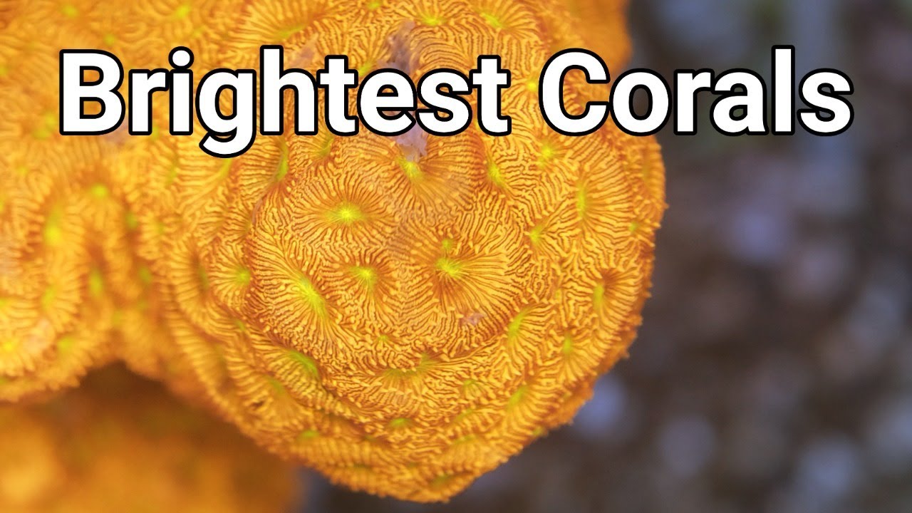 Brightest Glowing Corals For A Saltwater Aquarium | The Prestige Reef ...