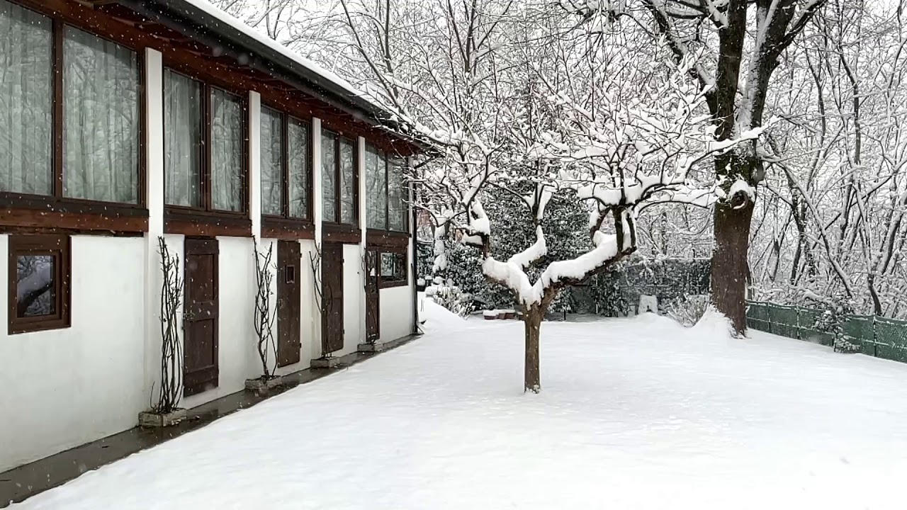 1 Hour Relaxing Snow Falling in SLOW MOTION - YouTube