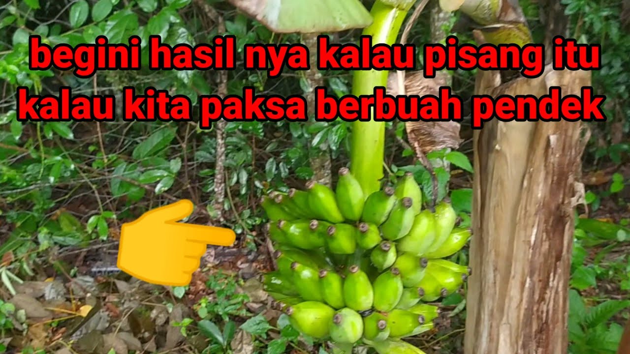 begini kualitas pisangnya kalau di paksa berbuah pendek - YouTube