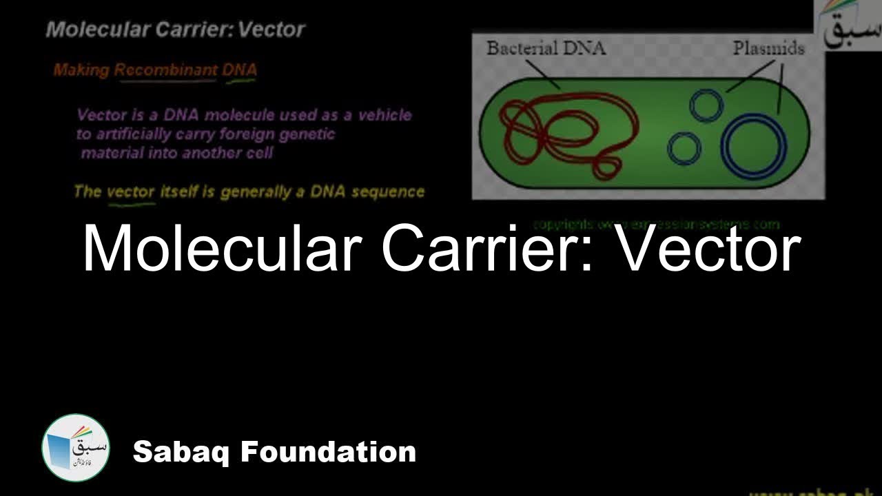 Molecular Carrier: Vector, Biology Lecture | Sabaq.pk - YouTube