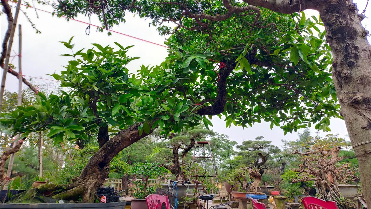 Siêu phẩm Cây Roi - Mận dáng bàn trà | Roi Bonsai | Mận Bonsai | Bonsai ...