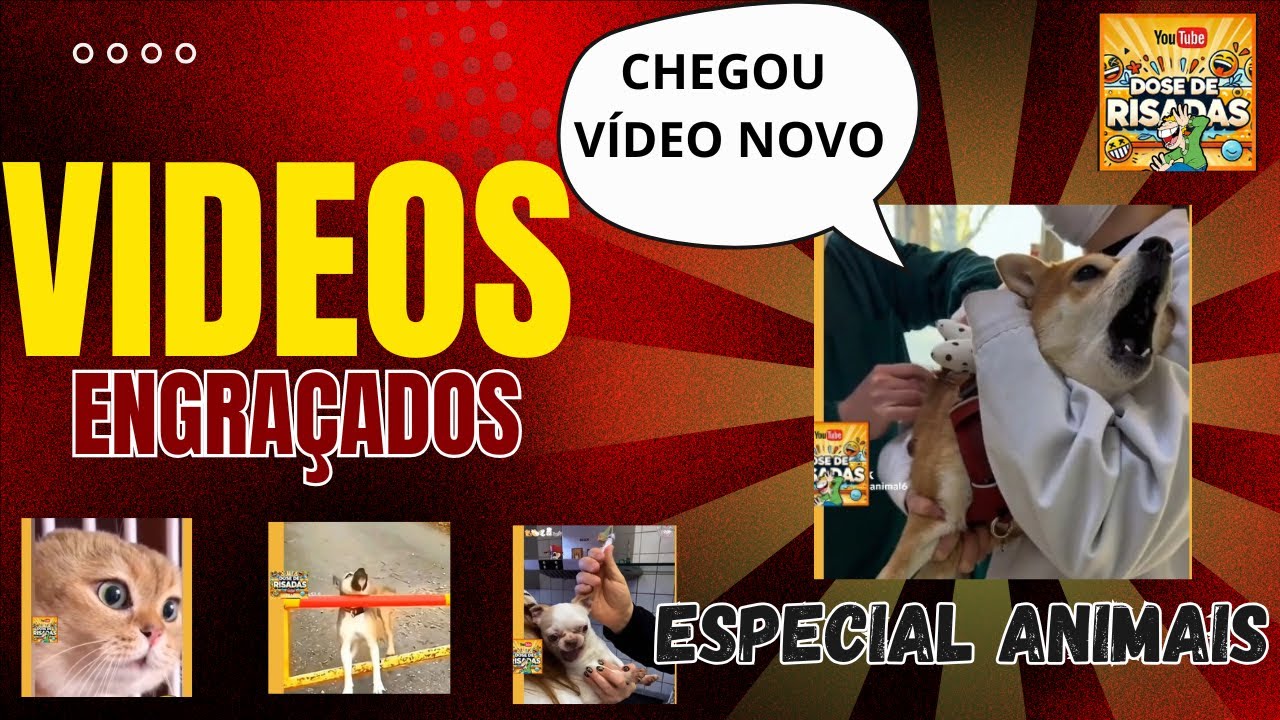 Bichos Aprontando! Os Animais Mais Engraçados Que Você Vai Ver Hoje 😂 ...
