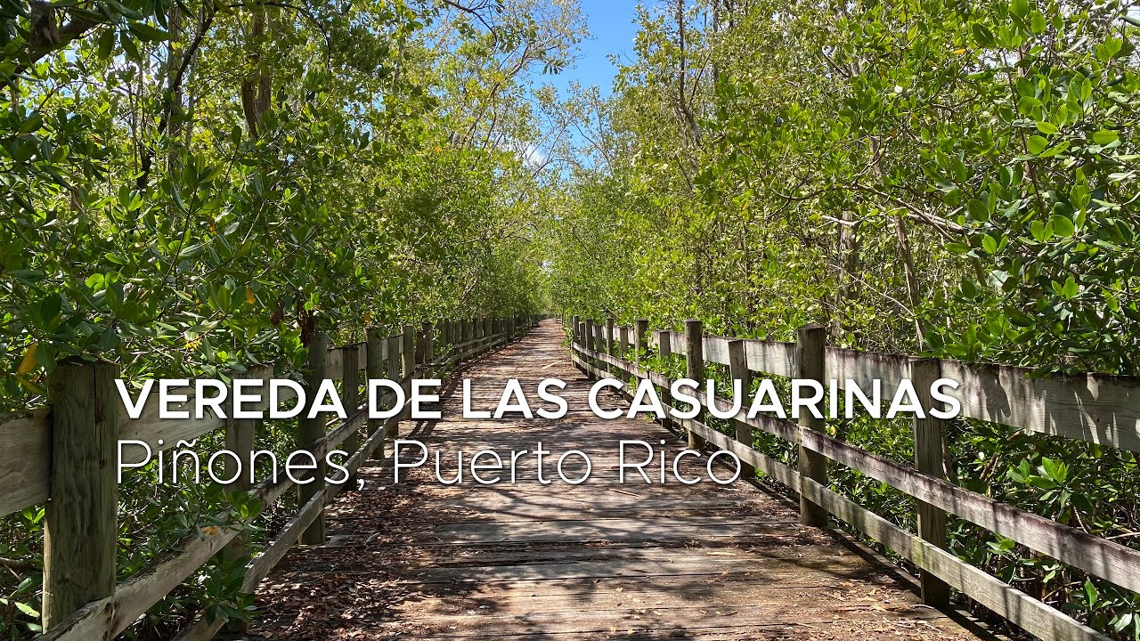 Paseo Vereda de la Casuarina (paseo tablado) de Piñones - Mayo 2021 ...