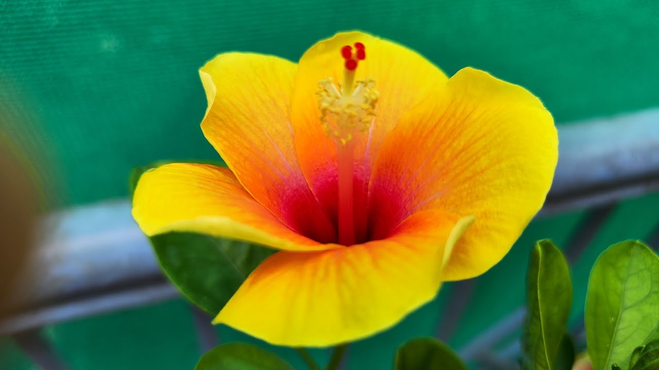 900 kandi//Glass Bridge Wayanad - YouTube