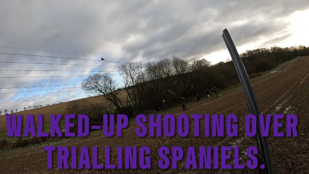 WALKED-UP SHOOTING WITH TRIALLING SPANIELS - YouTube
