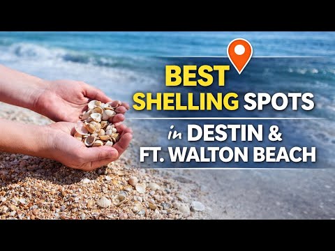 Sea Shells Destin: The Ultimate Local’s Guide (Best Spots ...