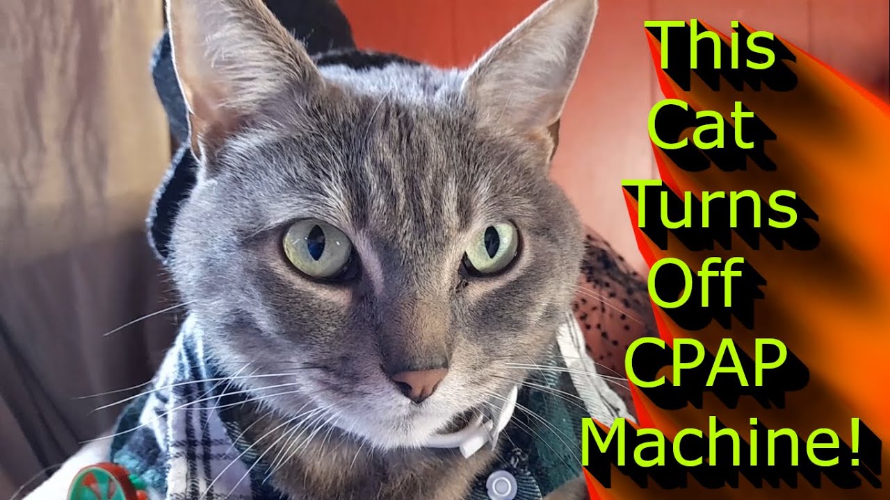 This Cat Turns Off CPAP Machine! - YouTube