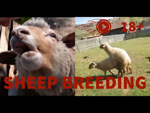 Juh/Birka Párzás // Sheep Breeding - YouTube