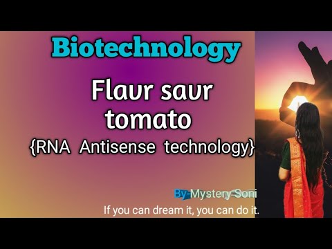 Flavr savr tomato | genetically modified plant | RNA Antisense ...