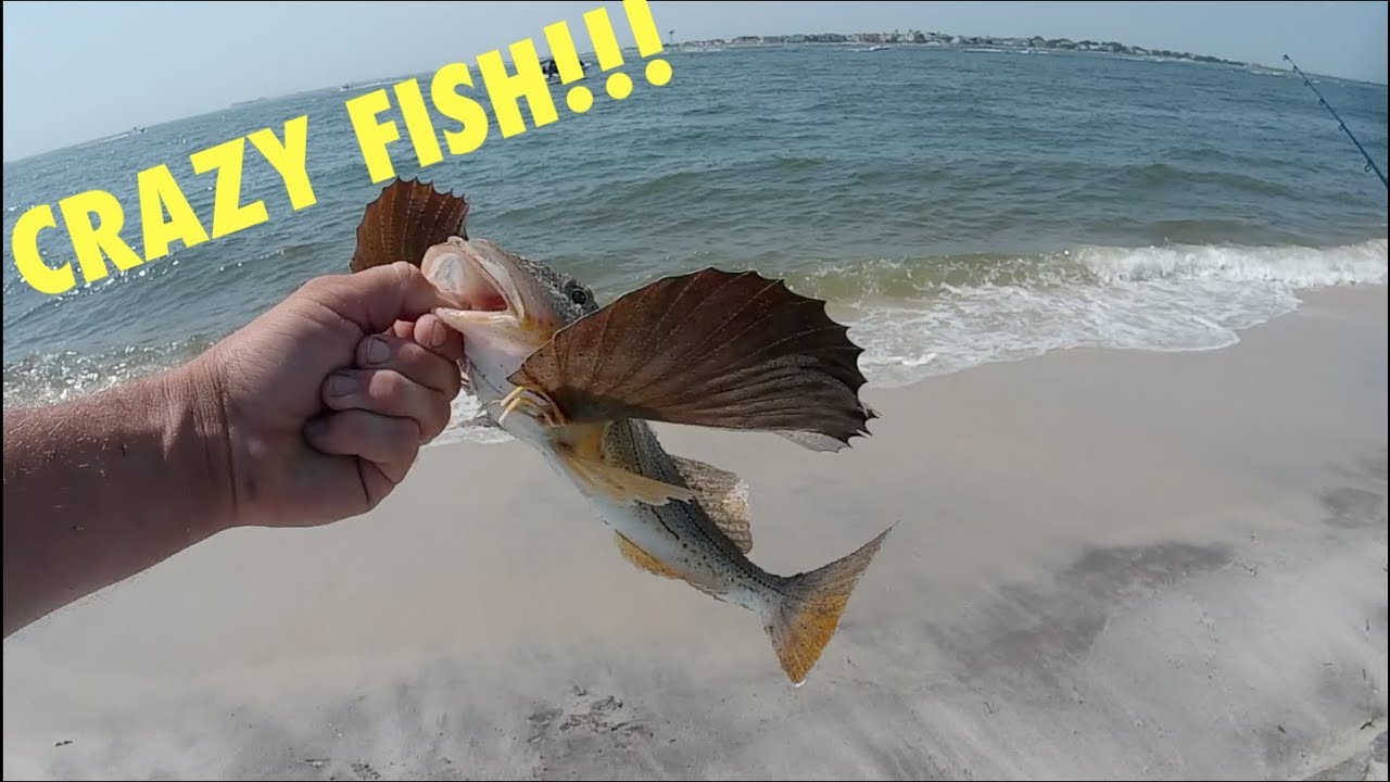 The Struggle of Mid Summer Fishing - Saltwater Fishing Long Island NY ...