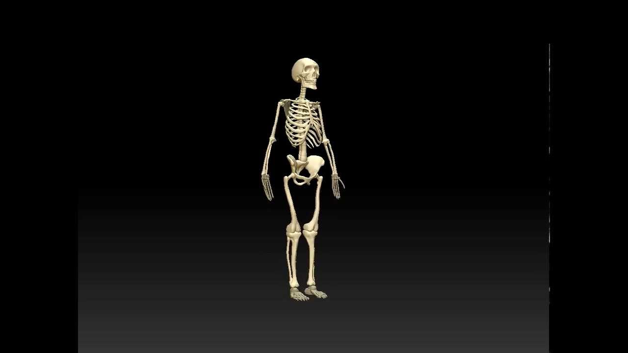 Sculpting Skeleton - YouTube