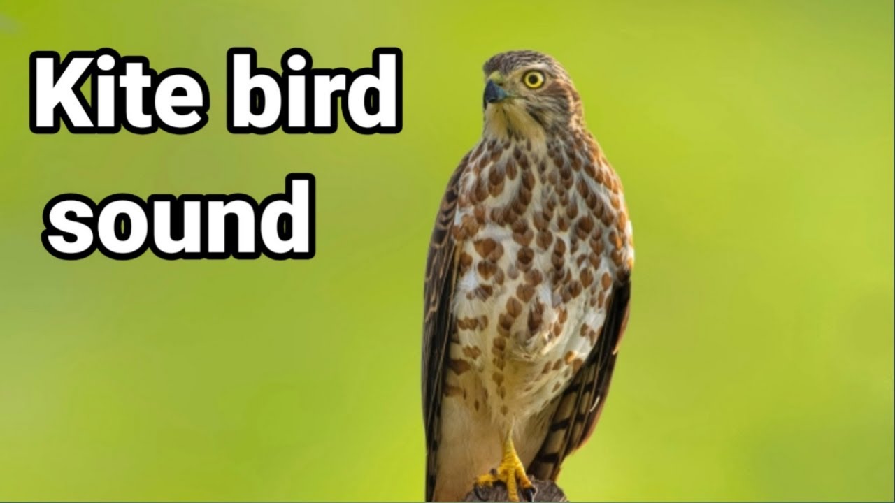 kite bird sound (fire bird) صوت طائر الحدأة ( طائر النار ) - YouTube