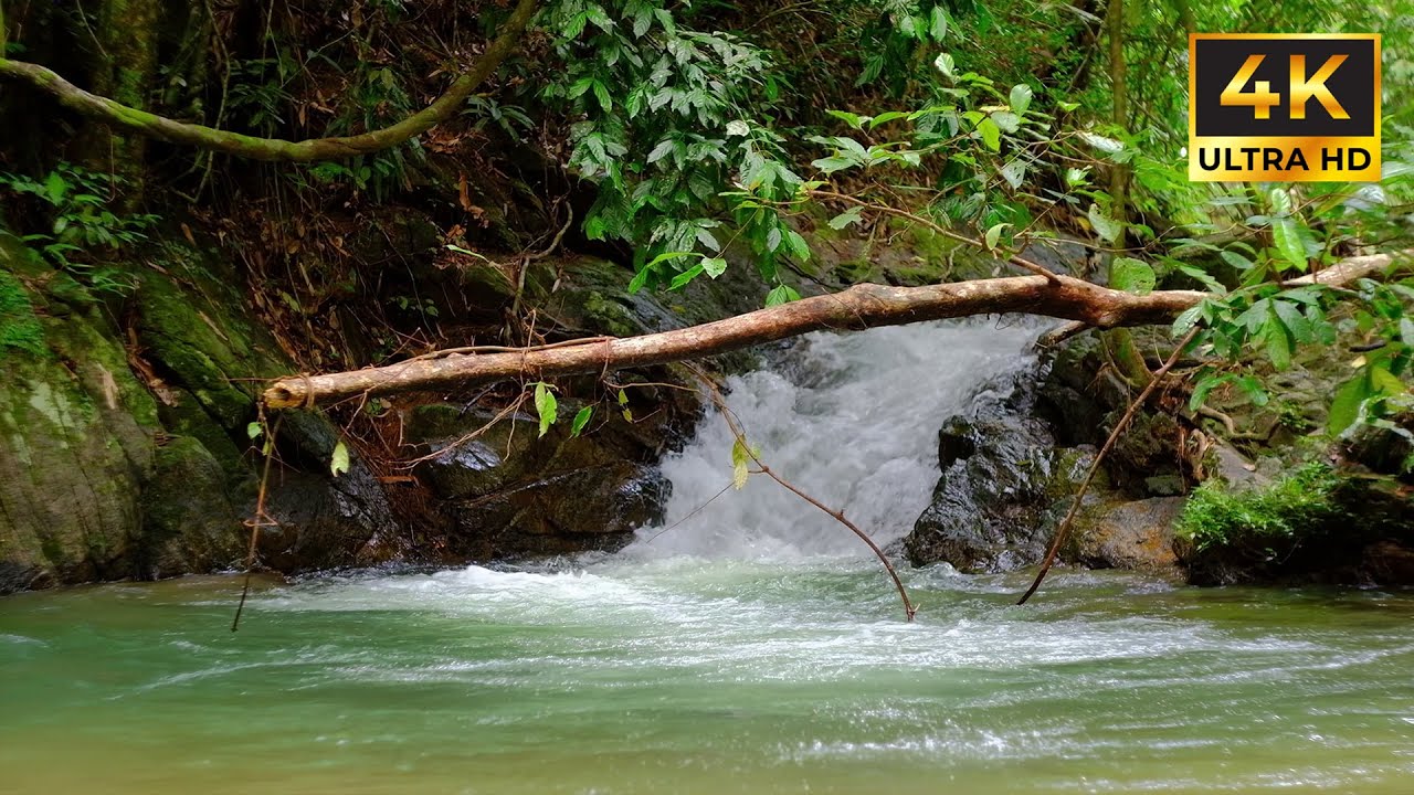 Whispering Nature: Relaxing Forest Stream Sounds | for Sleep & Focus ...