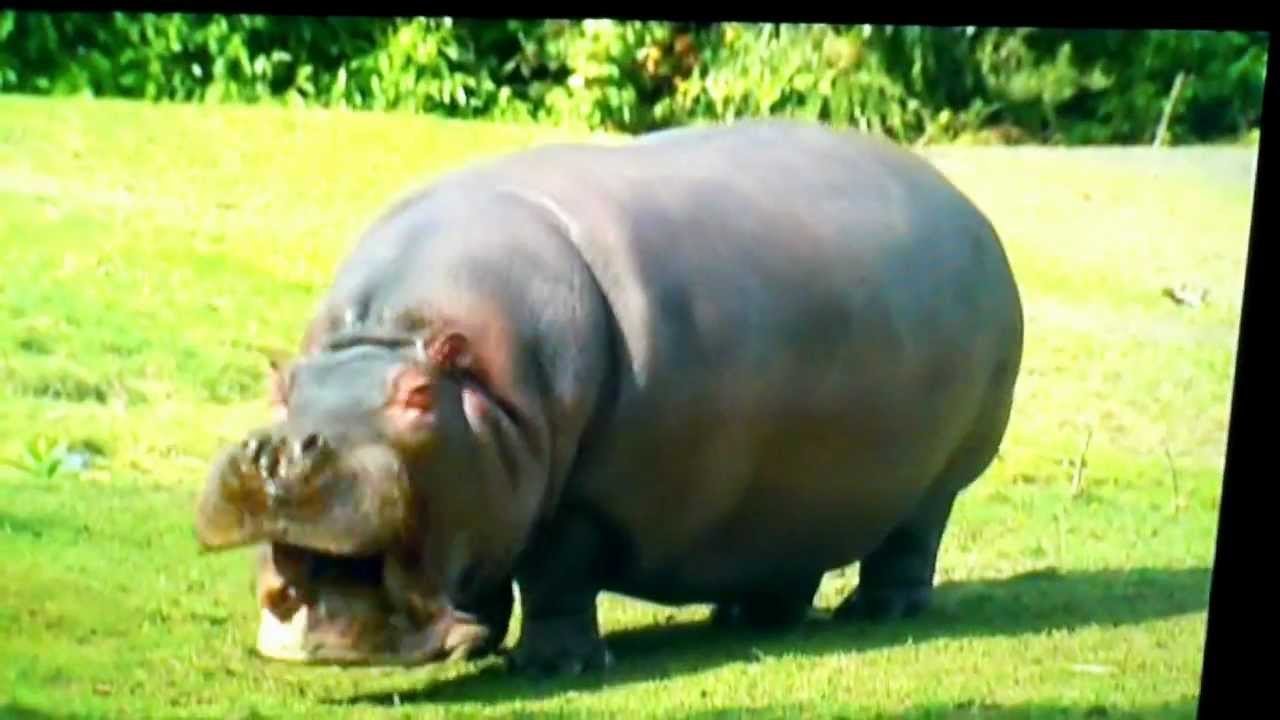Laughing hippo - YouTube