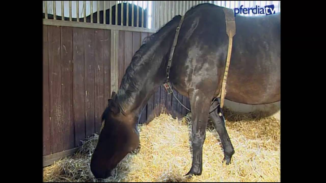 Trächtigkeit & Geburtsvorbereitung | Pferdezucht - YouTube