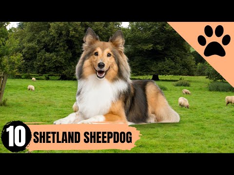 Top 10 Facts about Shetland Sheepdogs [Complete Guide]