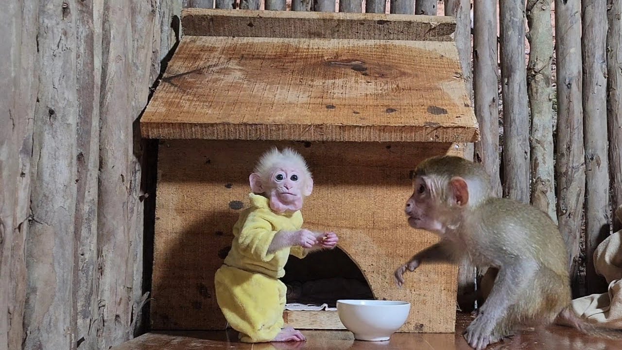The baby monkey returns home from the green forest and receives special ...