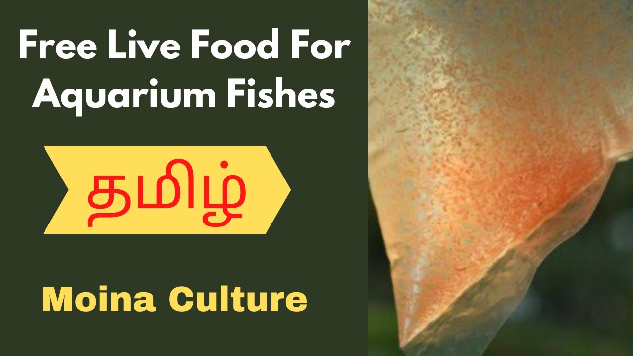 How to Culture Moina in Tamil |How to Culture Moina |Moina culture in ...