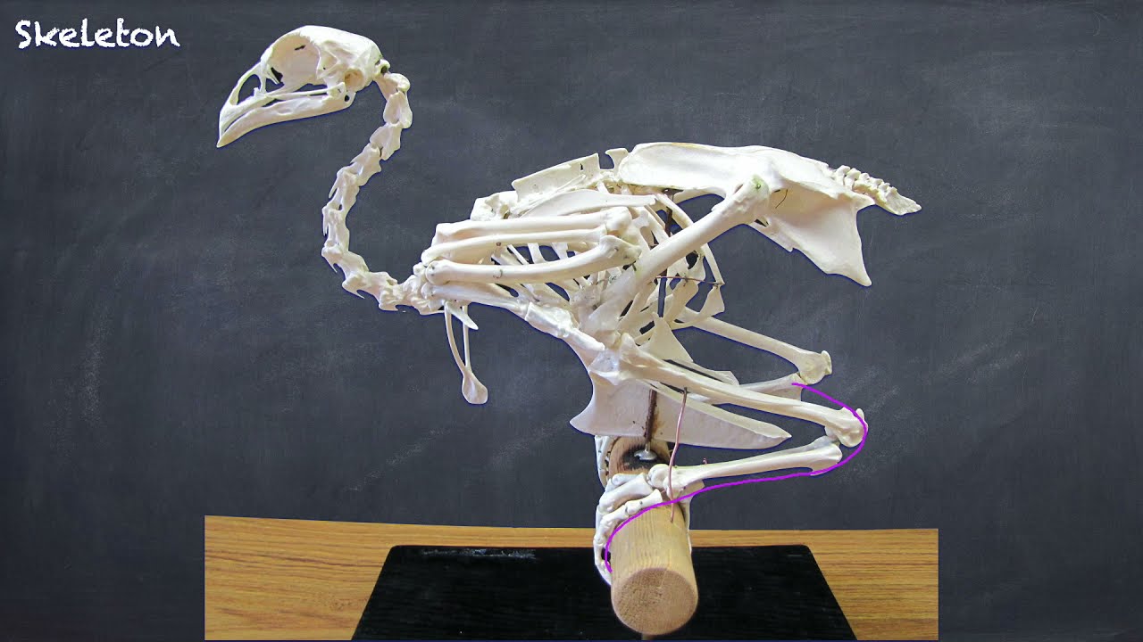 Flying Bird Skeleton