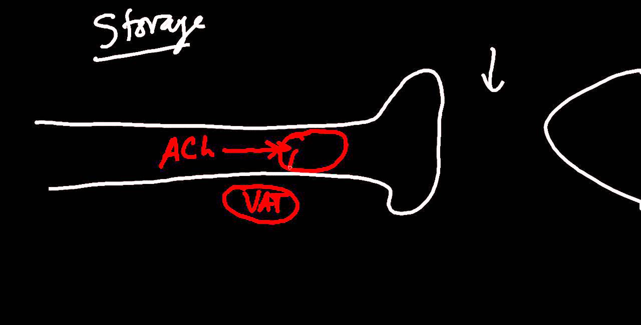 Acetylcholine Synthesis Pathway Made Simple - YouTube