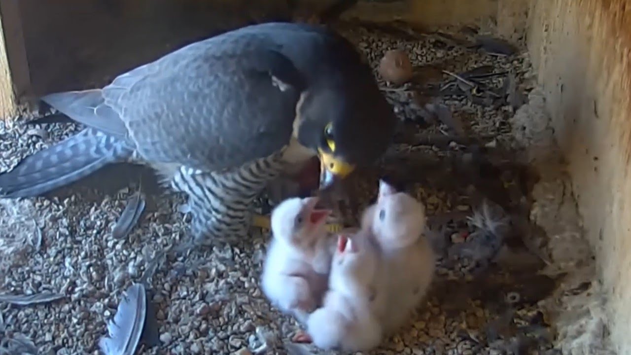 p48- Review parent bird and baby birds life in their nest, bird nest ...