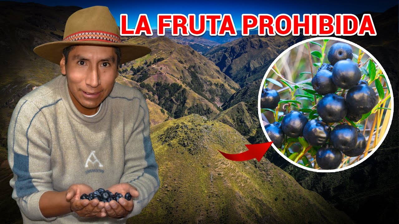 La Machamacha ¿fruta maldita de los Andes? - YouTube