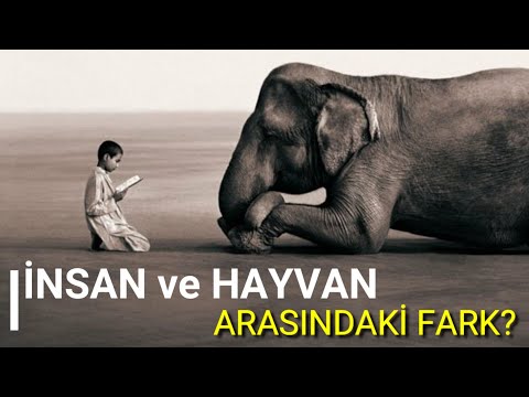 İNSAN İLE HAYVAN ARASINDAKİ FARK