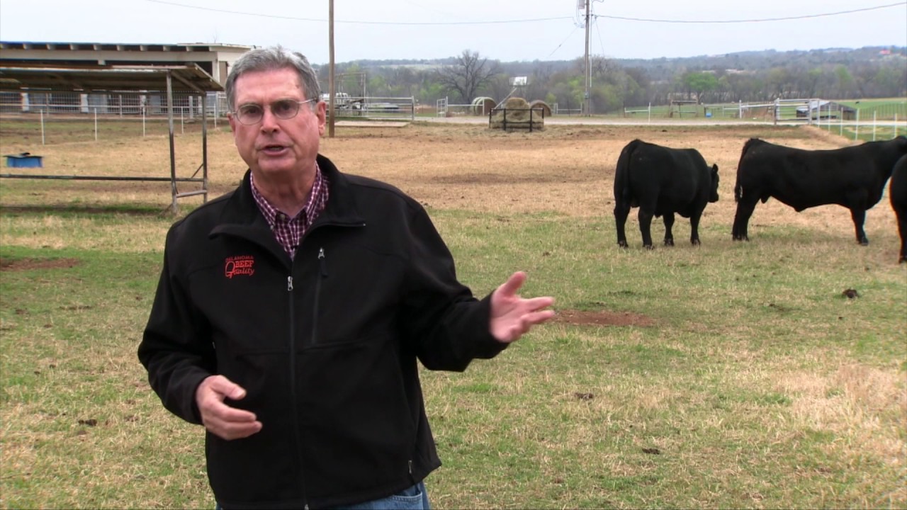 Cow-Calf Corner: How many bulls to do the job? (4/01/17) - YouTube