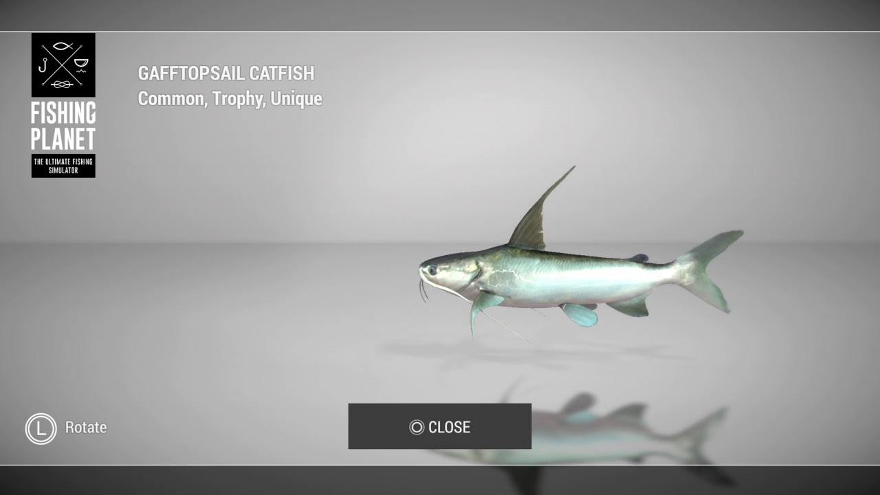 Gafftopsail Catfish - YouTube
