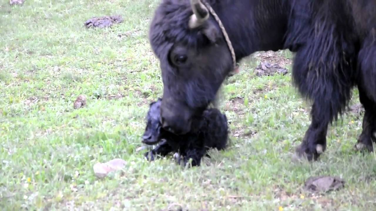 Tibetian Yak birth - YouTube