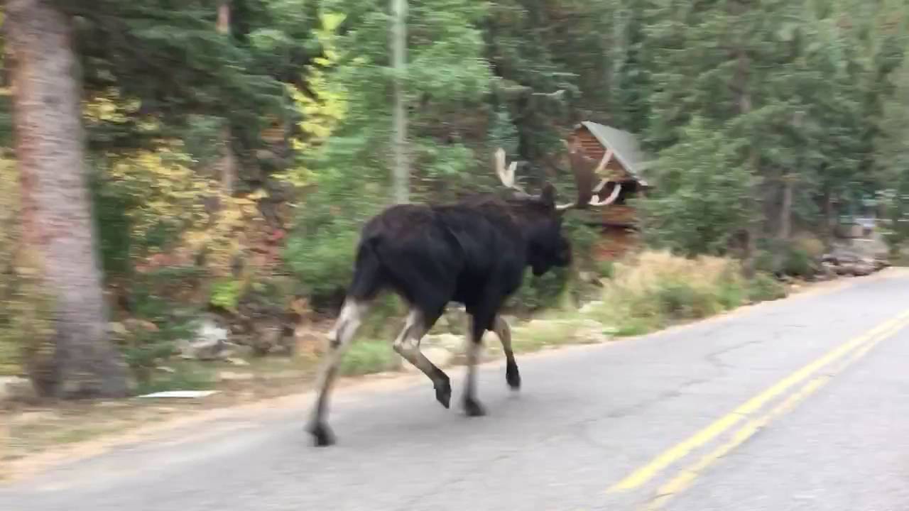 Riding with a moose - YouTube