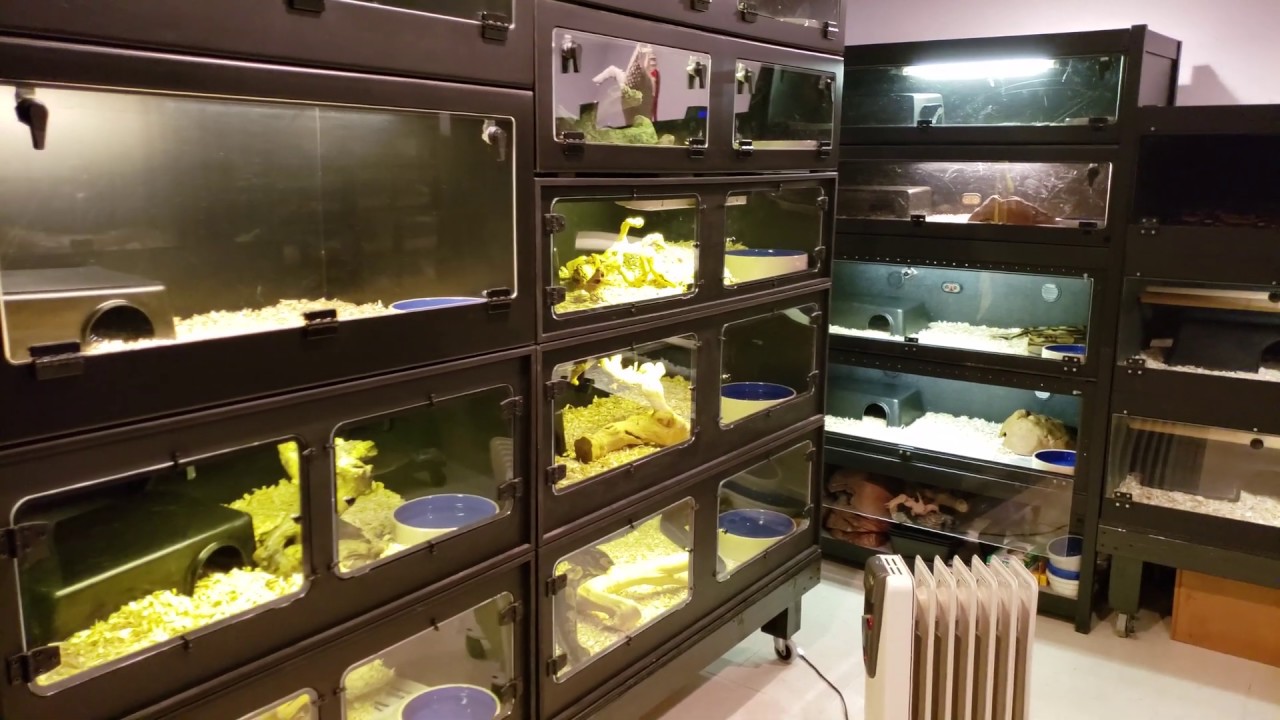 Snake room update 2019 - YouTube