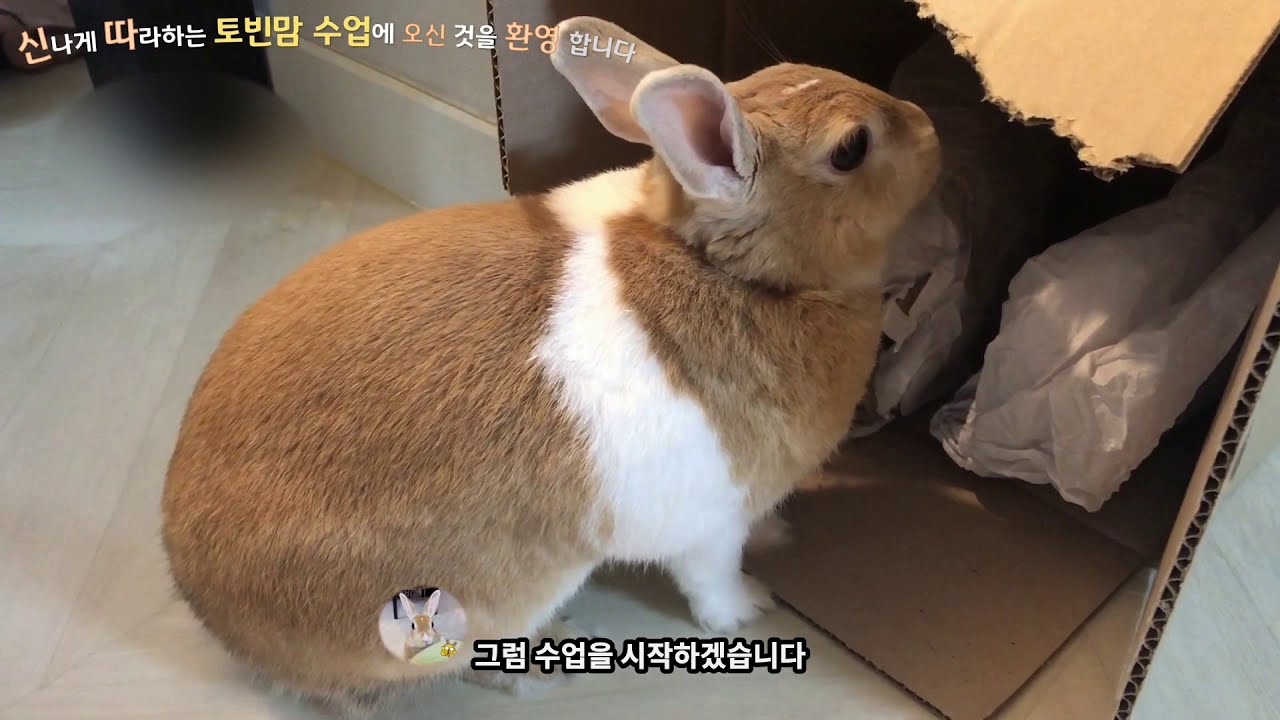 [토끼] 토빈이와 함께 수업을 시작해요 #0 (Let's start class with Tobin) - YouTube