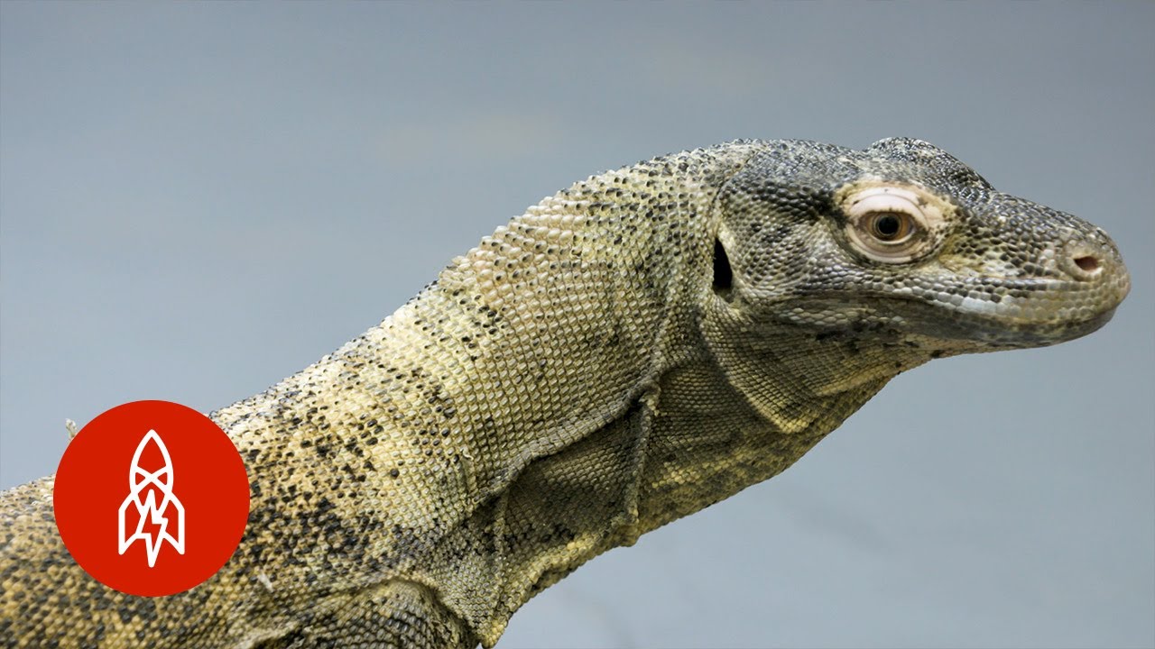 Behold (and Beware) the Largest Lizards on Earth - YouTube