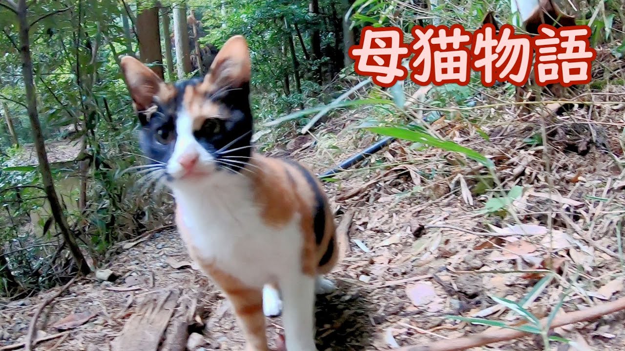 【母猫物語66】独立心が強いチャコ、ミミズを追う A Story of Mother Cat - Episode 66: The ...