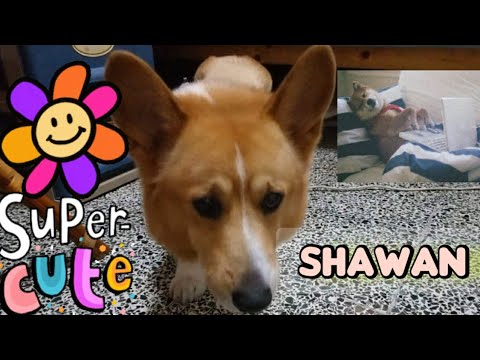 SHAWAN'S LIFE UPDATE, HOW IS HE? - YouTube