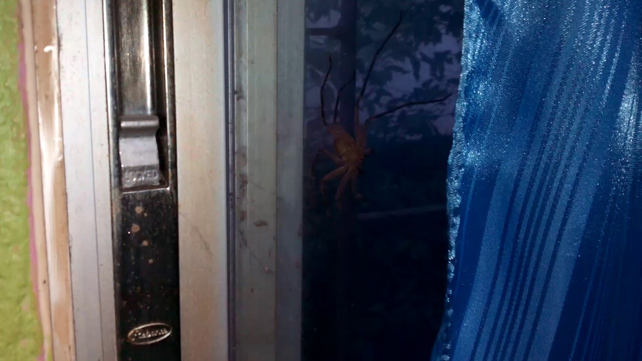 Alien on my Window - YouTube