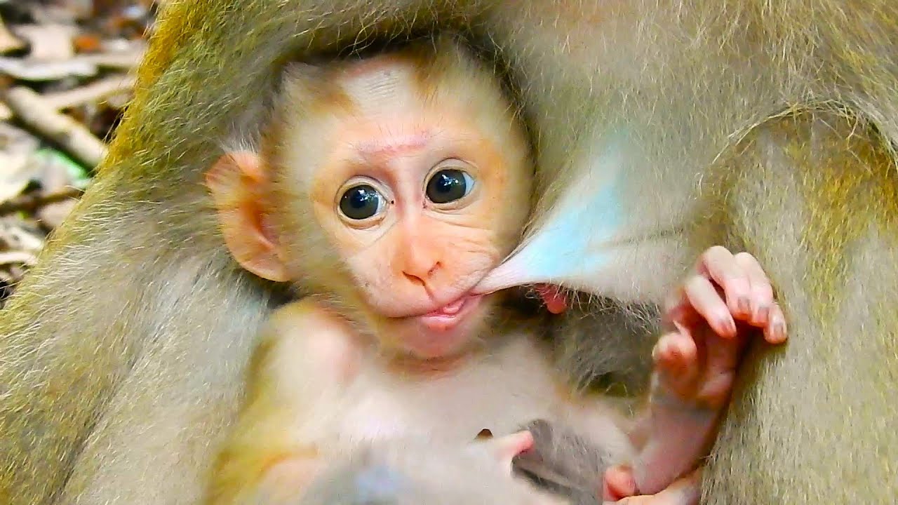 ohGod! Adorable Luna mum trains Luno go walking, Luno monkey get at ...