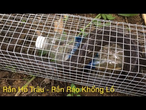 Bẫy Rắn Hổ Mang Và Cái Kết - Bắt Được Cặp Hổ Dài 2m [ snake trap ]