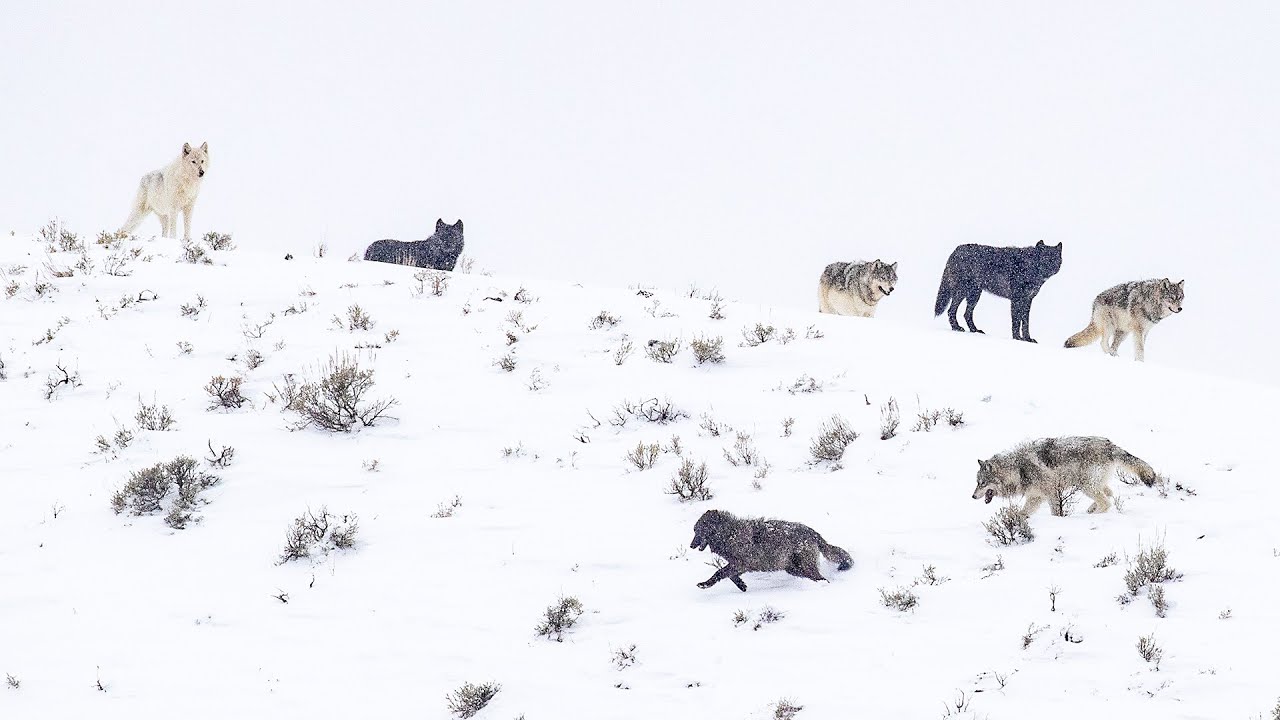 Yellowstone's Winter Wolves (Wapiti Lake Pack, 2020) - YouTube