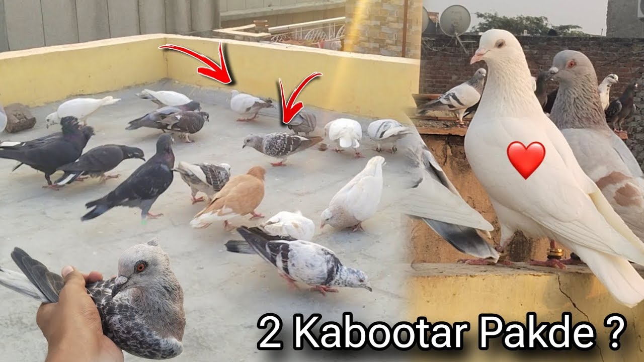 Aaj 2 Kabootar Aaye 😳| शुलाई के दो कबूतर बैठे एक उठकर भाग गया ? 🙄 1 ...