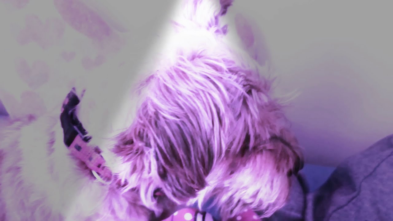 Pawzam dog - YouTube