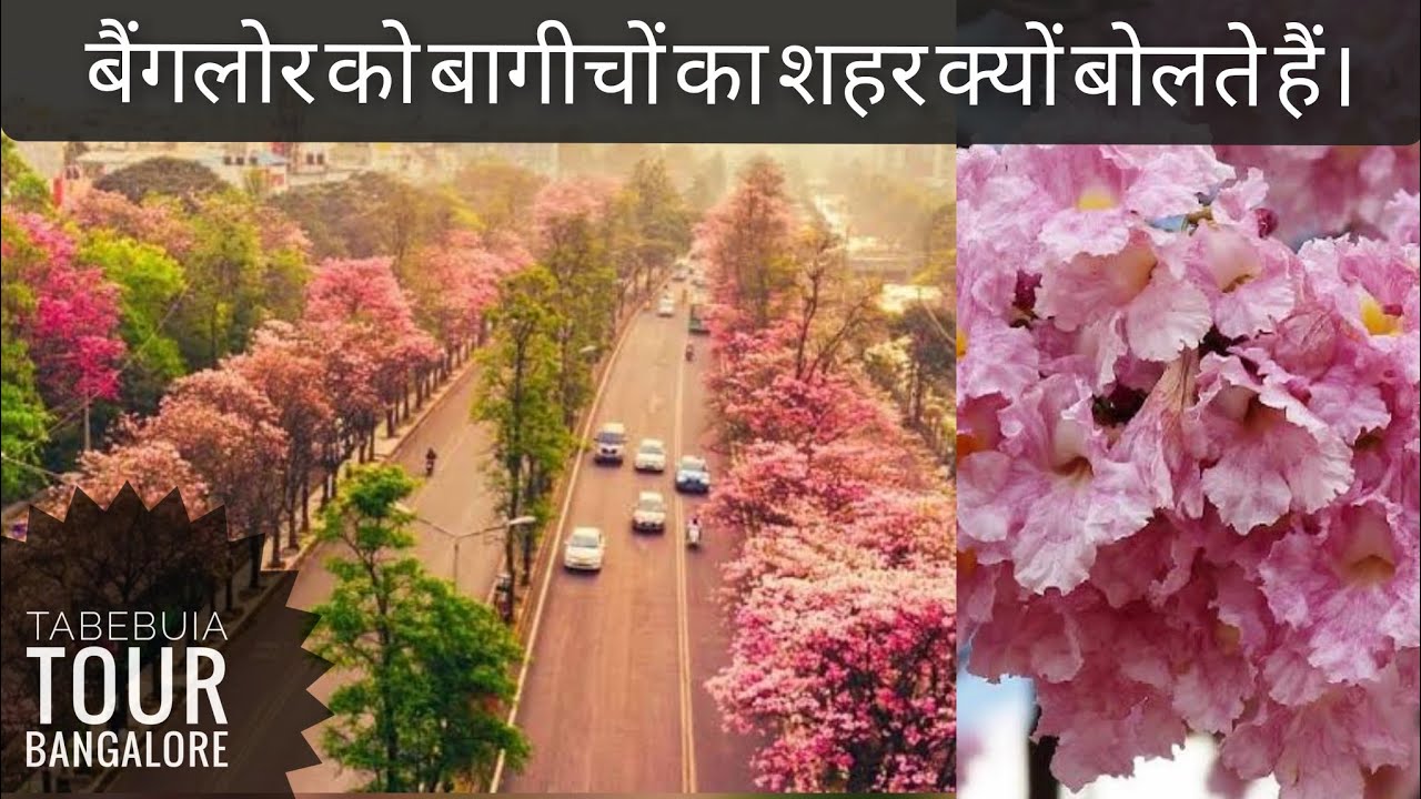 Bangalore is painted Pink | Tabebuia flowers tour | Trumpet Rose । बसंत ...