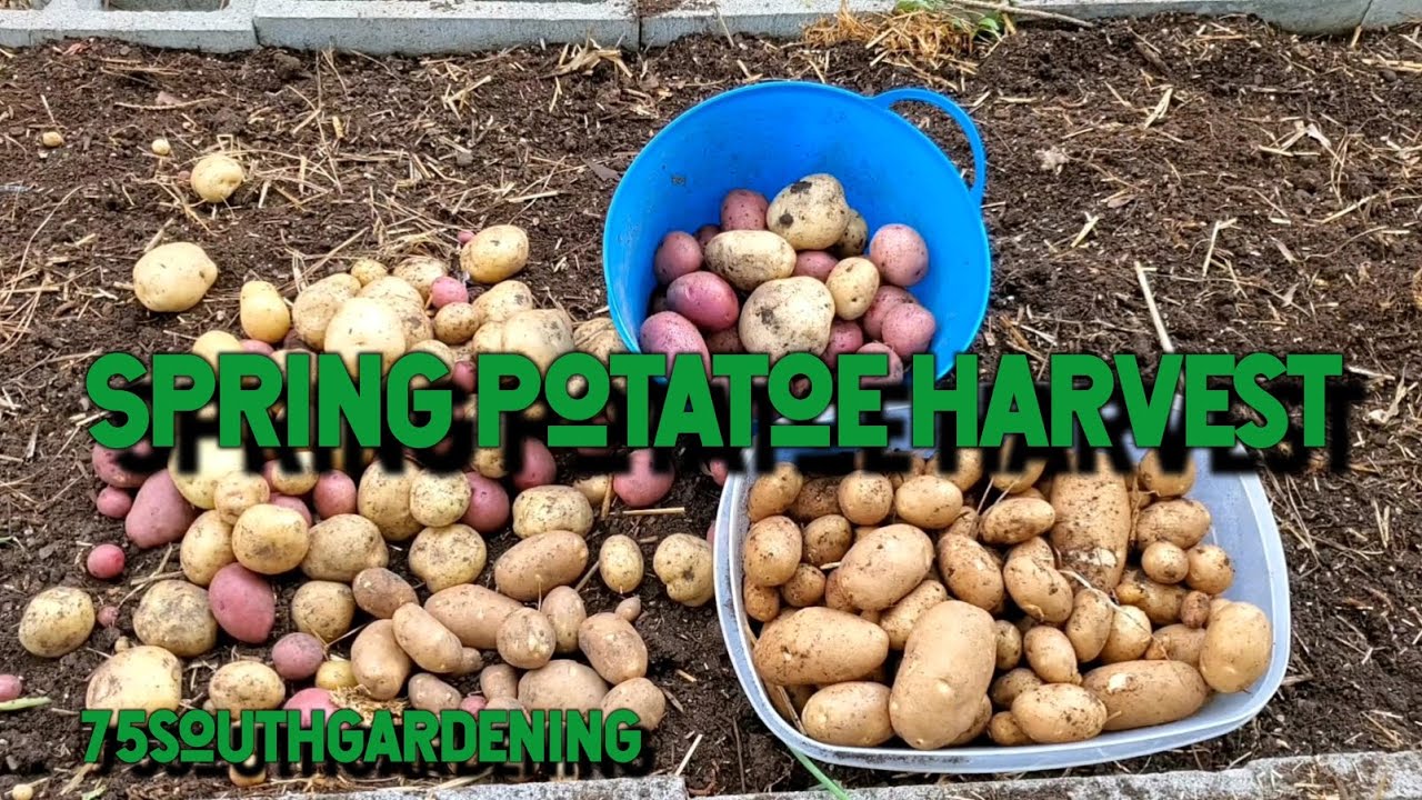 Spring Potatoe Harvest | When to Harvest Potatoes - YouTube