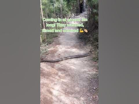 python surprise🐍🐍🐍🐍wat a beauty#shorts#naturelove - YouTube