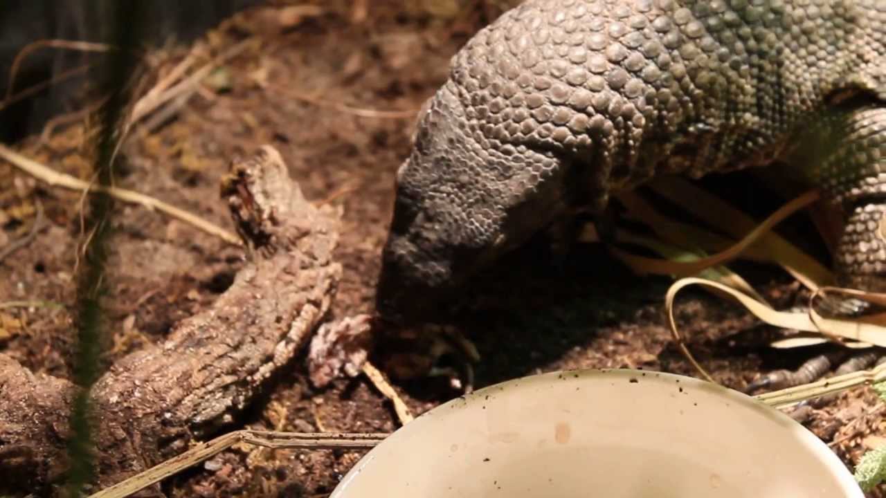 Male Varanus Dumerili Feeding (Ergoth) - YouTube